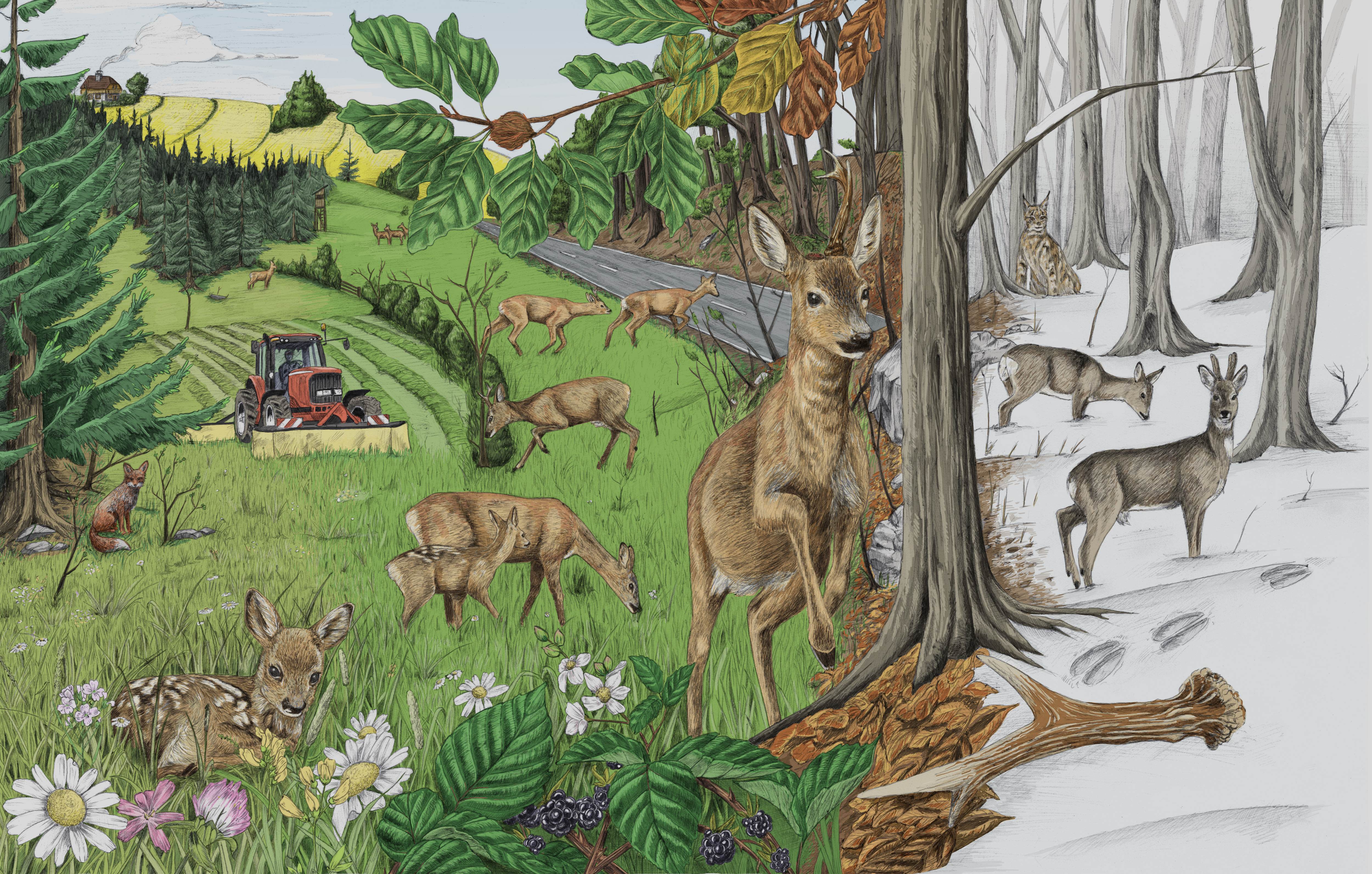 Deutsche Wildtier Stiftung | Tier des Jahres