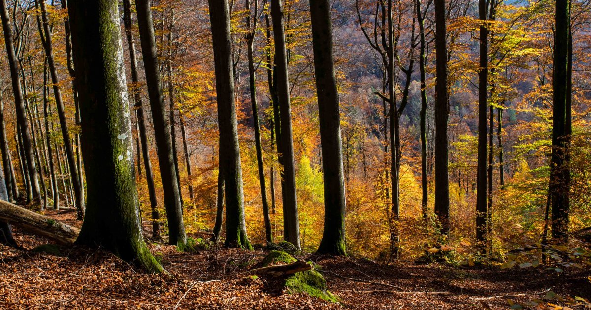 Auch in Wildwäldern wachsen arten- und strukturreiche Waldbilder ...