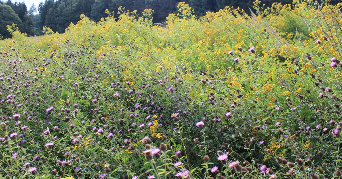 Bunte Biomasse in zehn Bundesländern etabliert | Deutsche Wildtier Stiftung