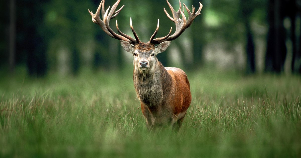 Majestätischer Wanderer | Deutsche Wildtier Stiftung
