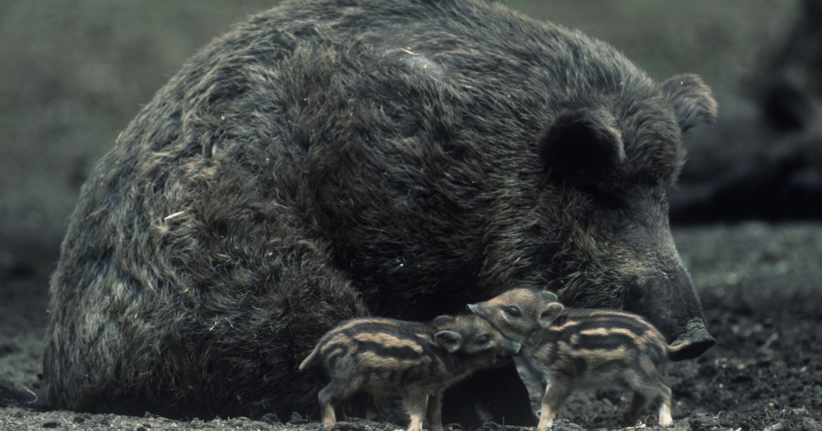 So schlau ist die Muttersau! | Deutsche Wildtier Stiftung