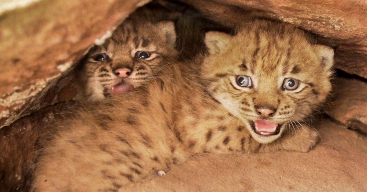 Erste Luchsbabys im Pfälzerwald geboren! | Deutsche Wildtier Stiftung