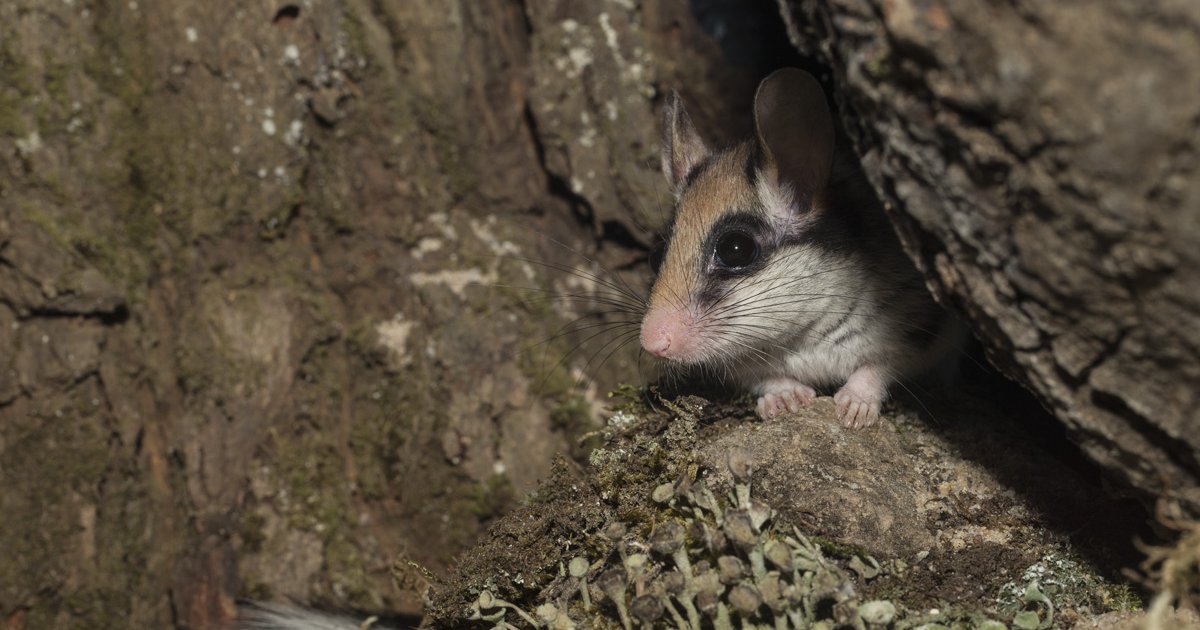 Gesucht – haben Sie diesen Bilch gesehen? | Deutsche Wildtier Stiftung