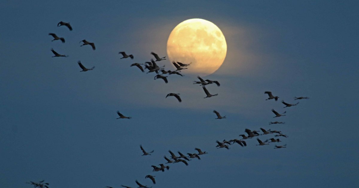 Freiluftkino mit Suchtgefahr | Deutsche Wildtier Stiftung