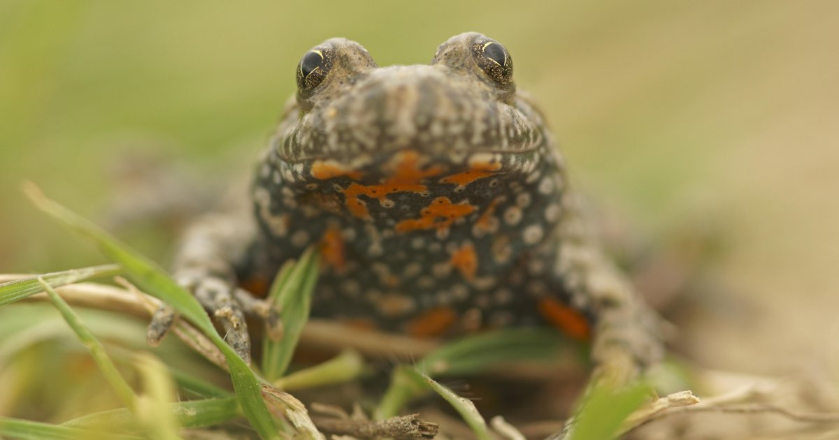 Unken aus Leidenschaft | Deutsche Wildtier Stiftung