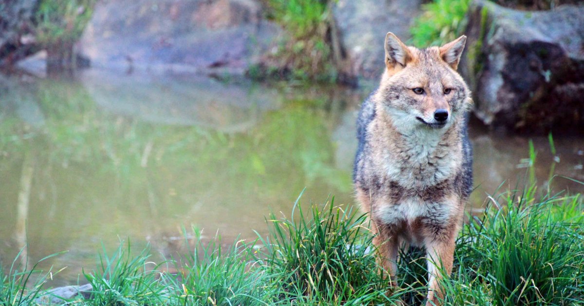 Internationaler Tag der Schakale am 19. April | Deutsche Wildtier Stiftung