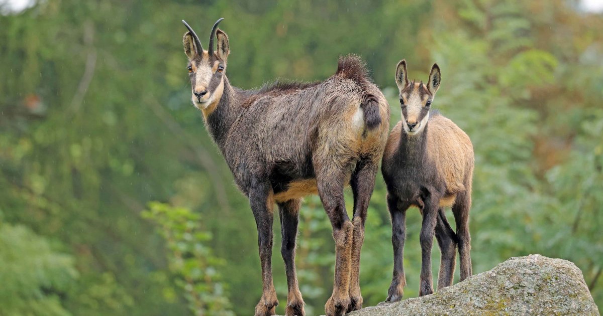 Kitze im Stress | Deutsche Wildtier Stiftung