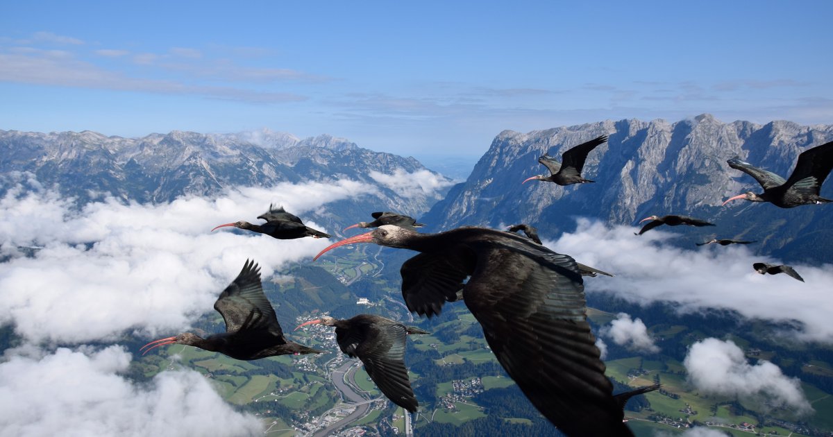 Klimawandel bringt Vogelzug durcheinander | Deutsche Wildtier Stiftung