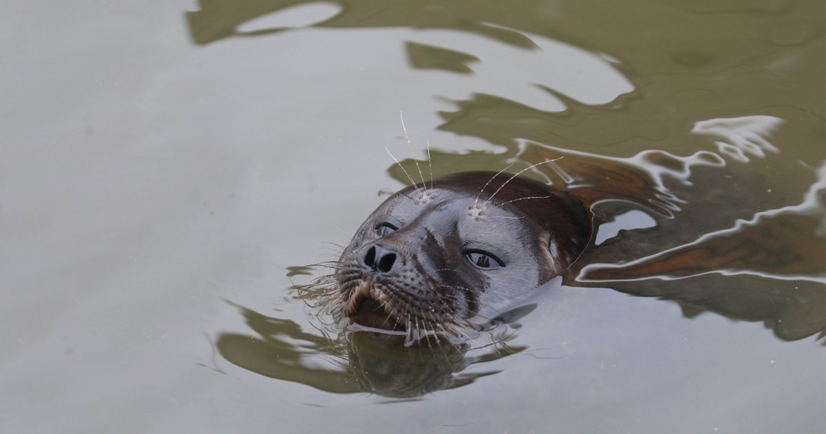 Die Robbe, die aus dem Norden kam | Deutsche Wildtier Stiftung