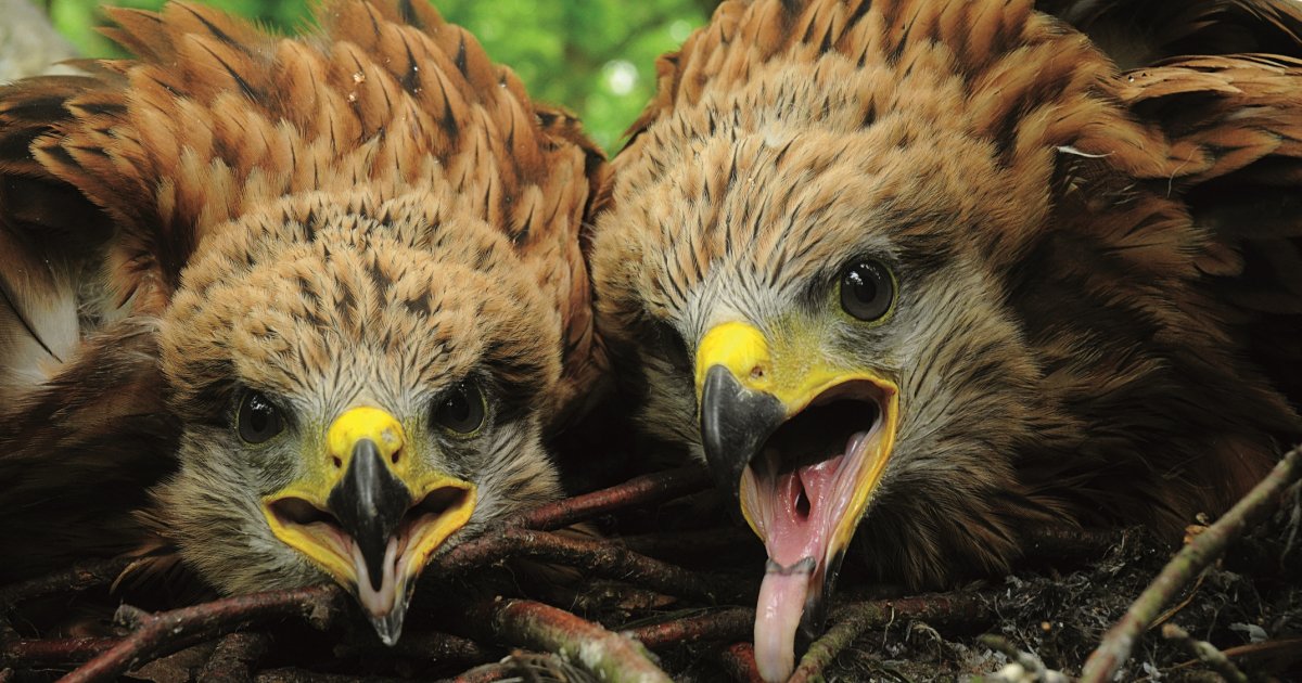 Mehr Land für den schönen Rotmilan | Deutsche Wildtier Stiftung