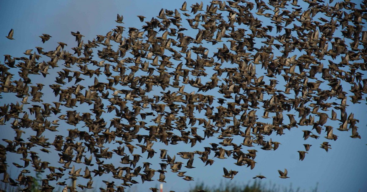 Die Flucht ins neue Jahr | Deutsche Wildtier Stiftung