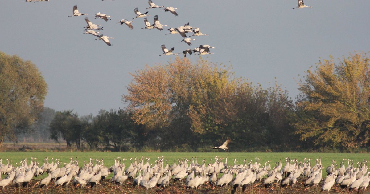 Die faszinierenden Fähigkeiten der Zugvögel | Deutsche Wildtier Stiftung