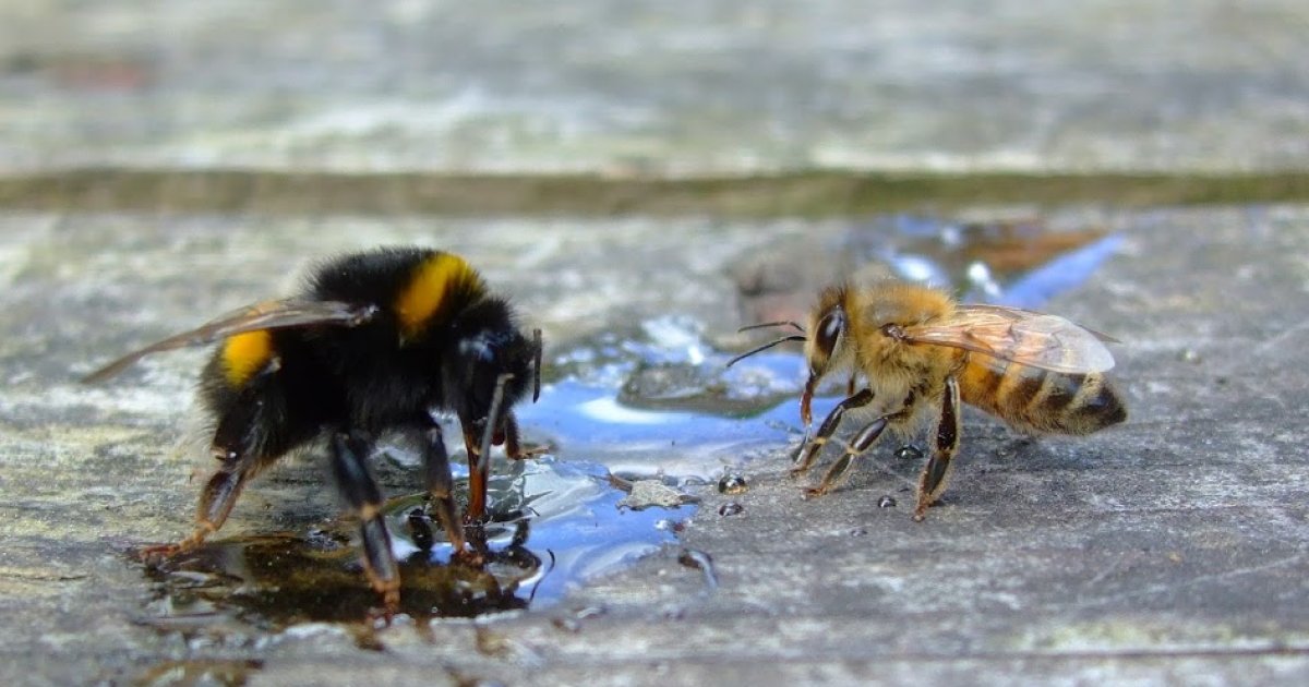 Wildbienen und die Honigbiene | Deutsche Wildtier Stiftung