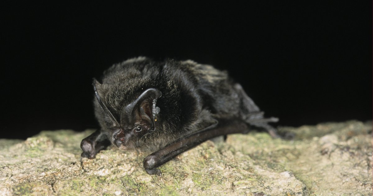 Wo lebt die Mopsfledermaus? | Deutsche Wildtier Stiftung