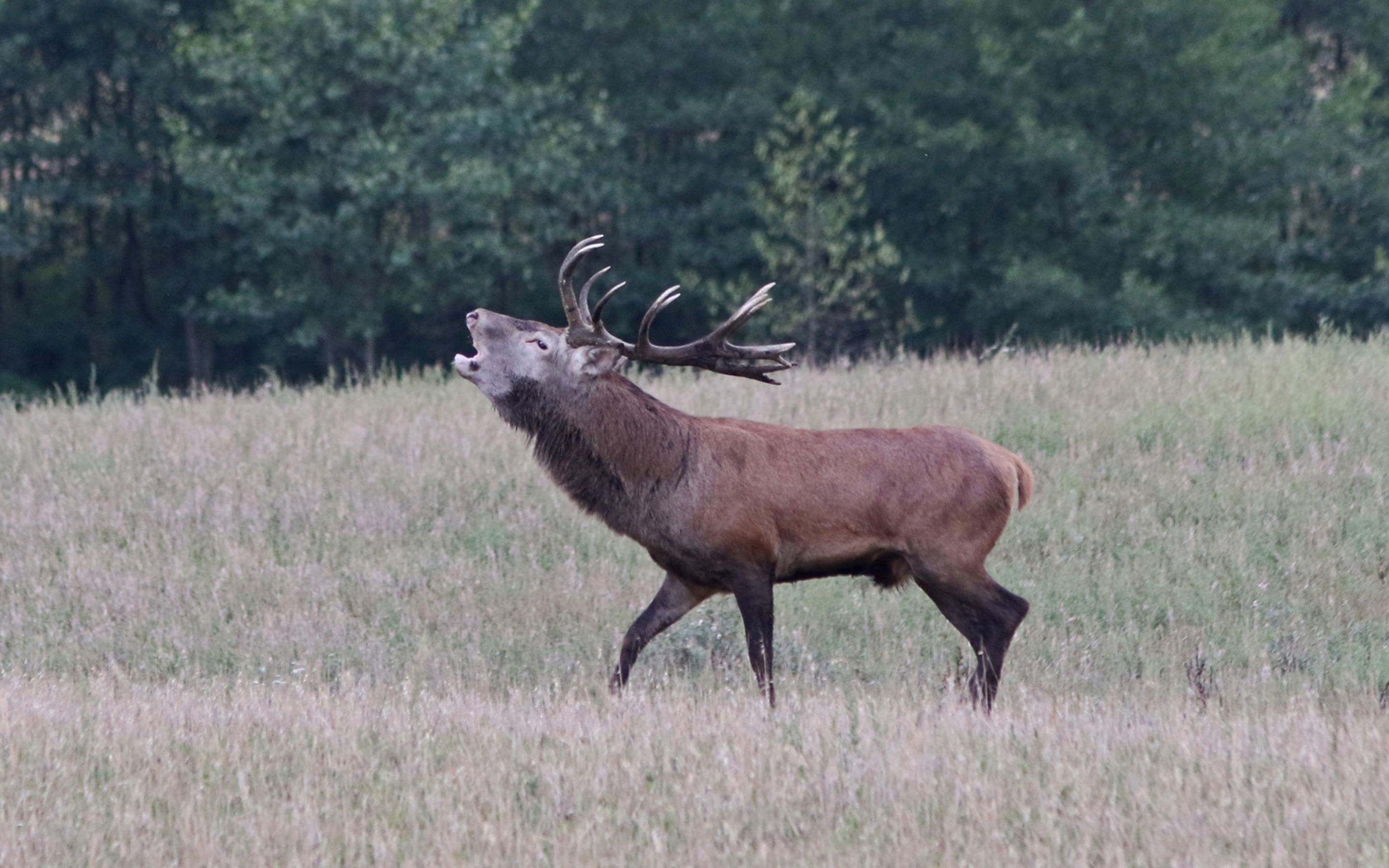 Die Brunft der Hirsche auf dem Gut Klepelshagen | Deutsche Wildtier ...