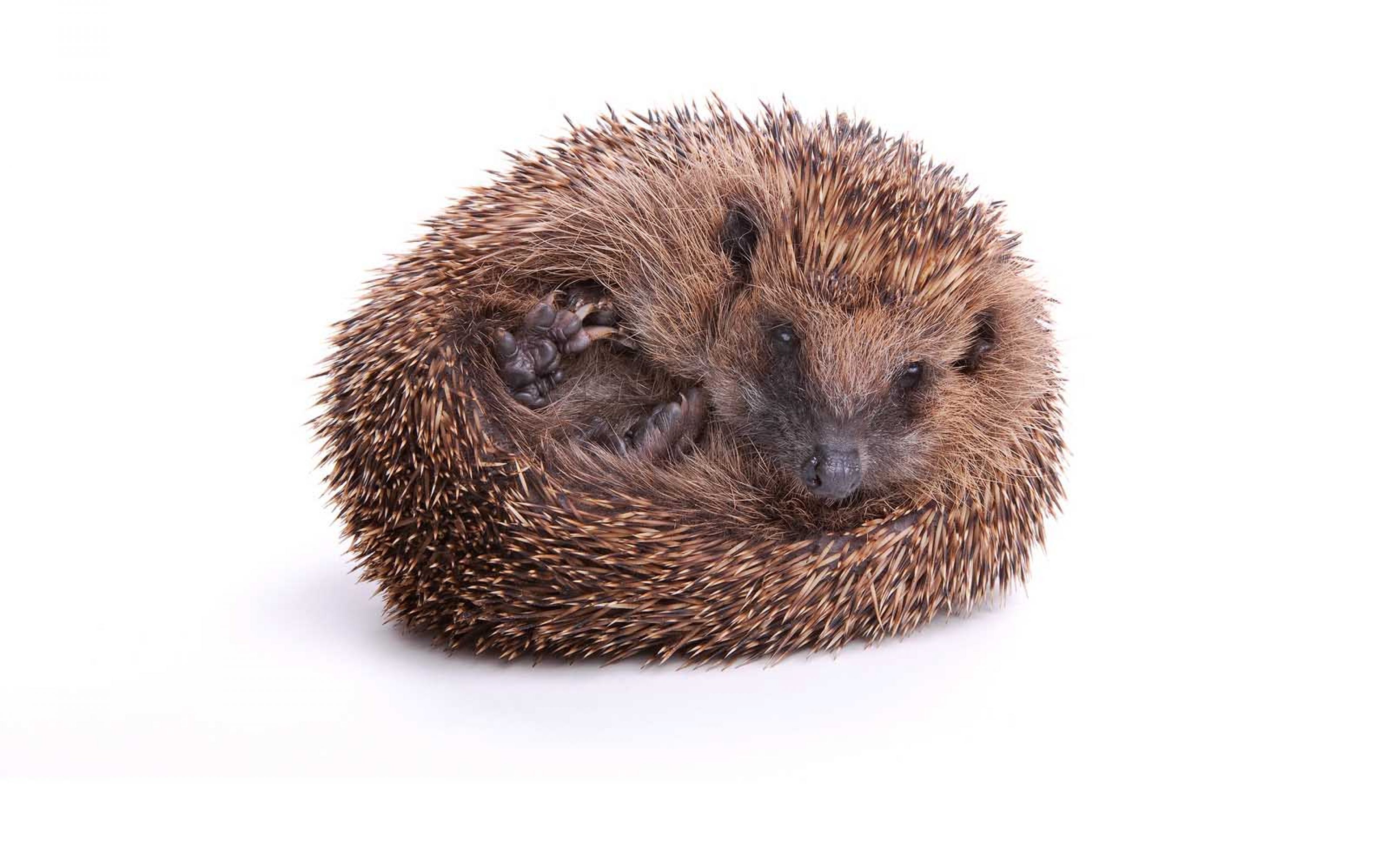 Deutsche Wildtier Stiftung | Der Igel ist das Tier des Jahres 2024