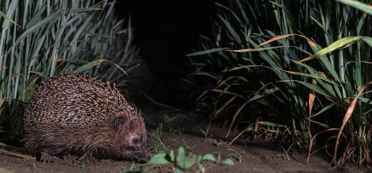 Deutsche Wildtier Stiftung | Der Igel ist das Tier des Jahres 2024