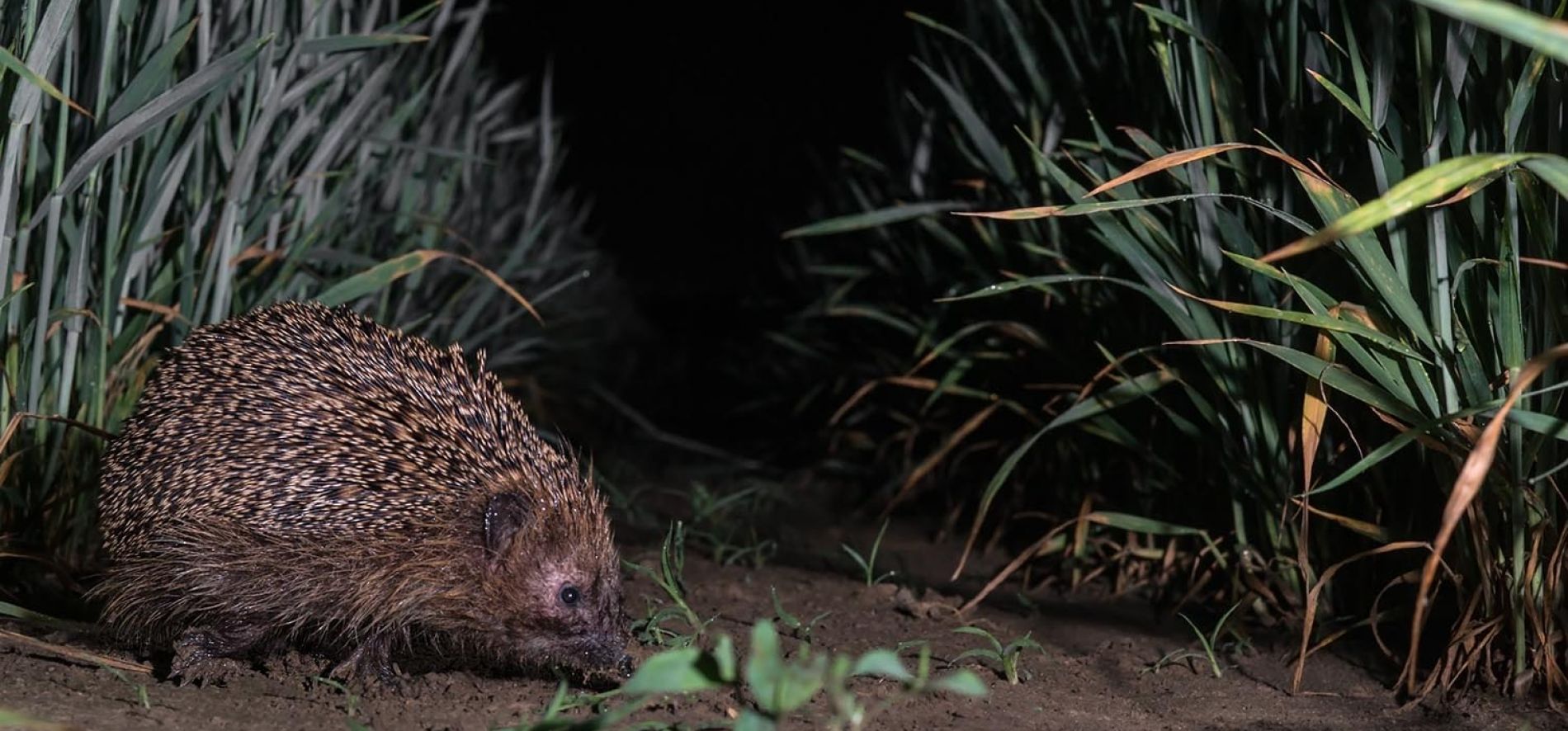 Deutsche Wildtier Stiftung | Der Igel ist das Tier des Jahres 2024
