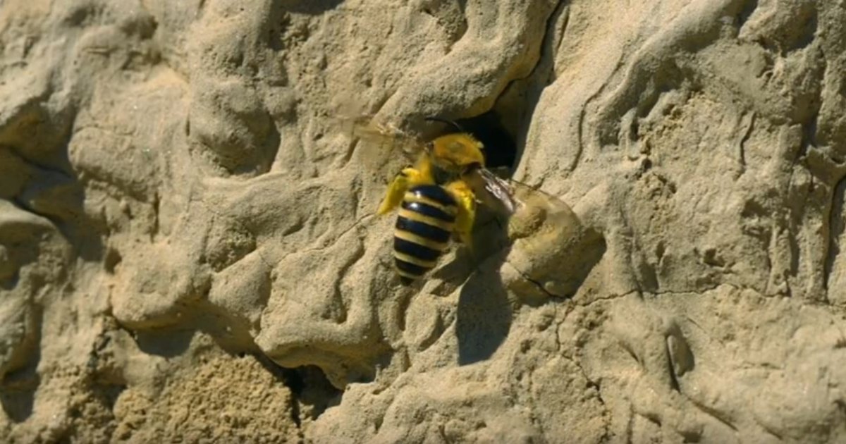 Einblick in die Welt der Wildbienen | Deutsche Wildtier Stiftung Einblick in die Welt der Wildbienen | Deutsche Wildtier Stiftung