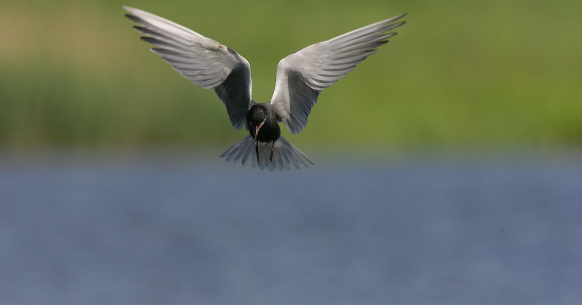 Trauerseeschwalbe – Schutz einer besonderen Vogelart | Deutsche ...