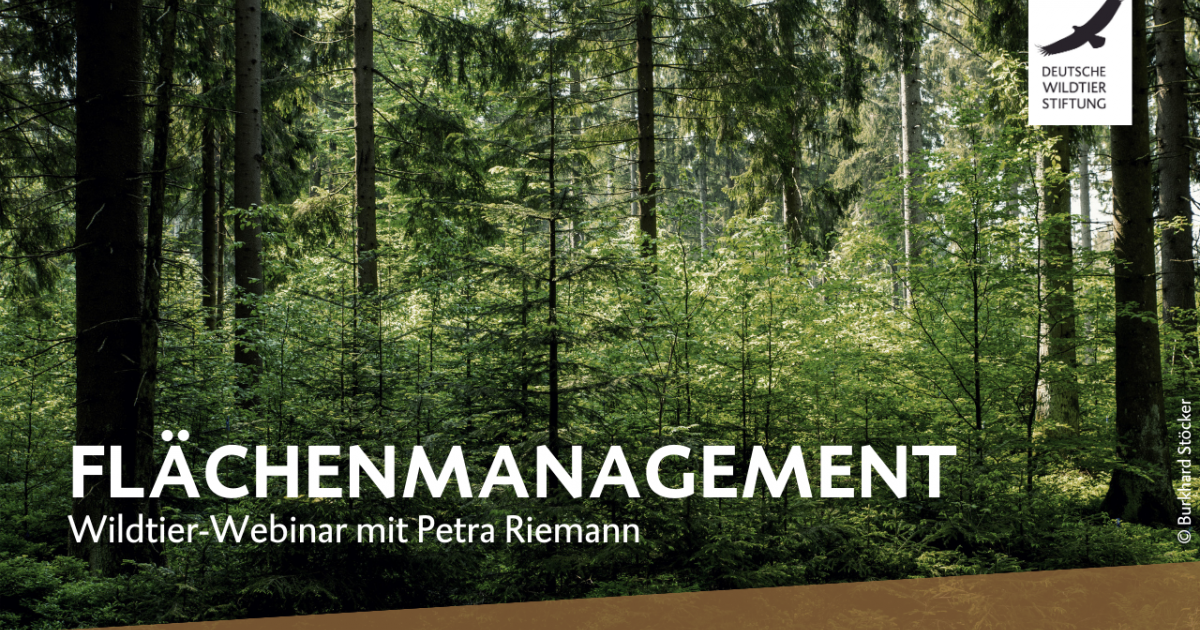 Wildtier-Webinar zum Flächenmanagement | Deutsche Wildtier Stiftung
