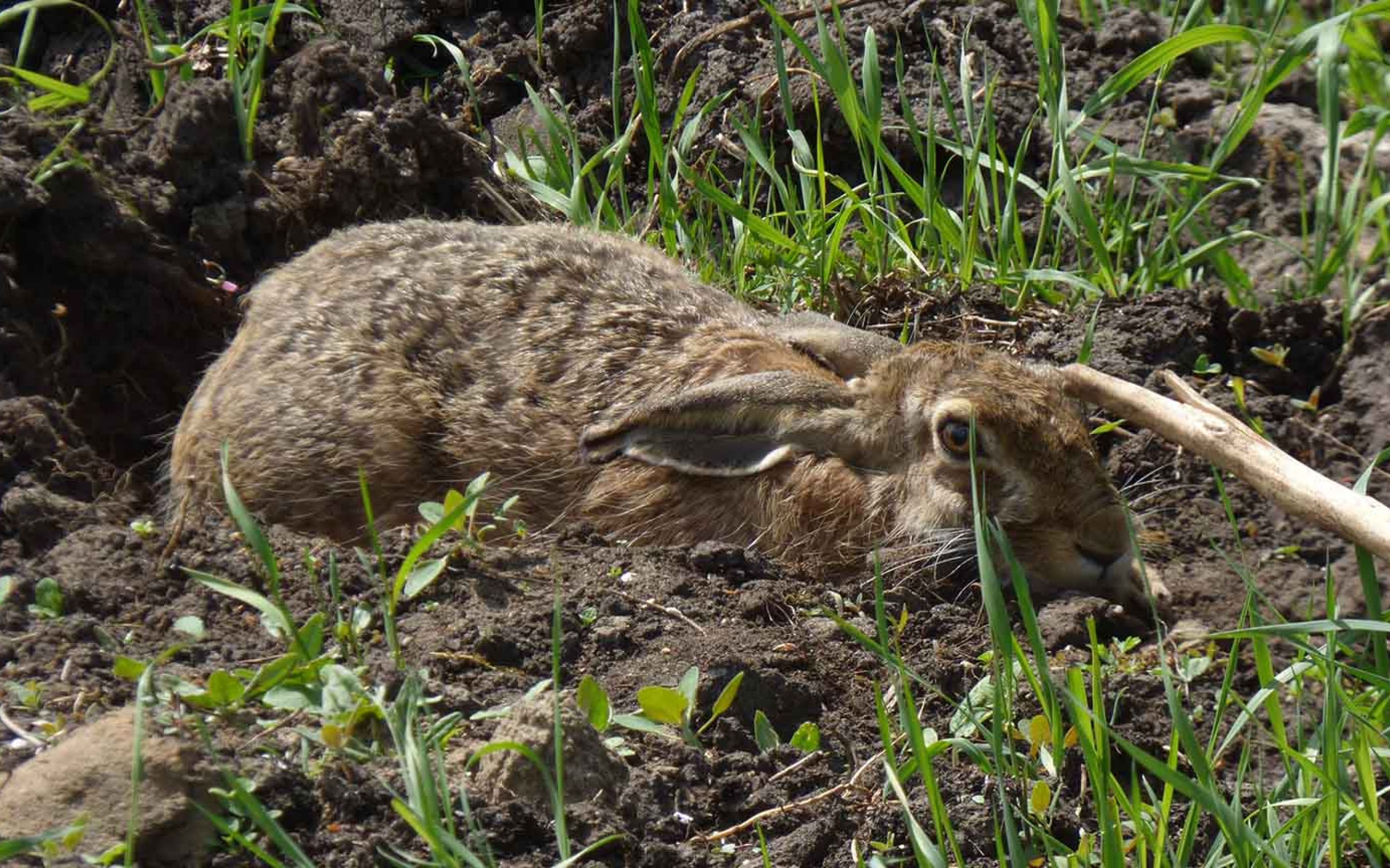 Deutsche Wildtier Stiftung | Rosige Zeiten für den Osterhasen