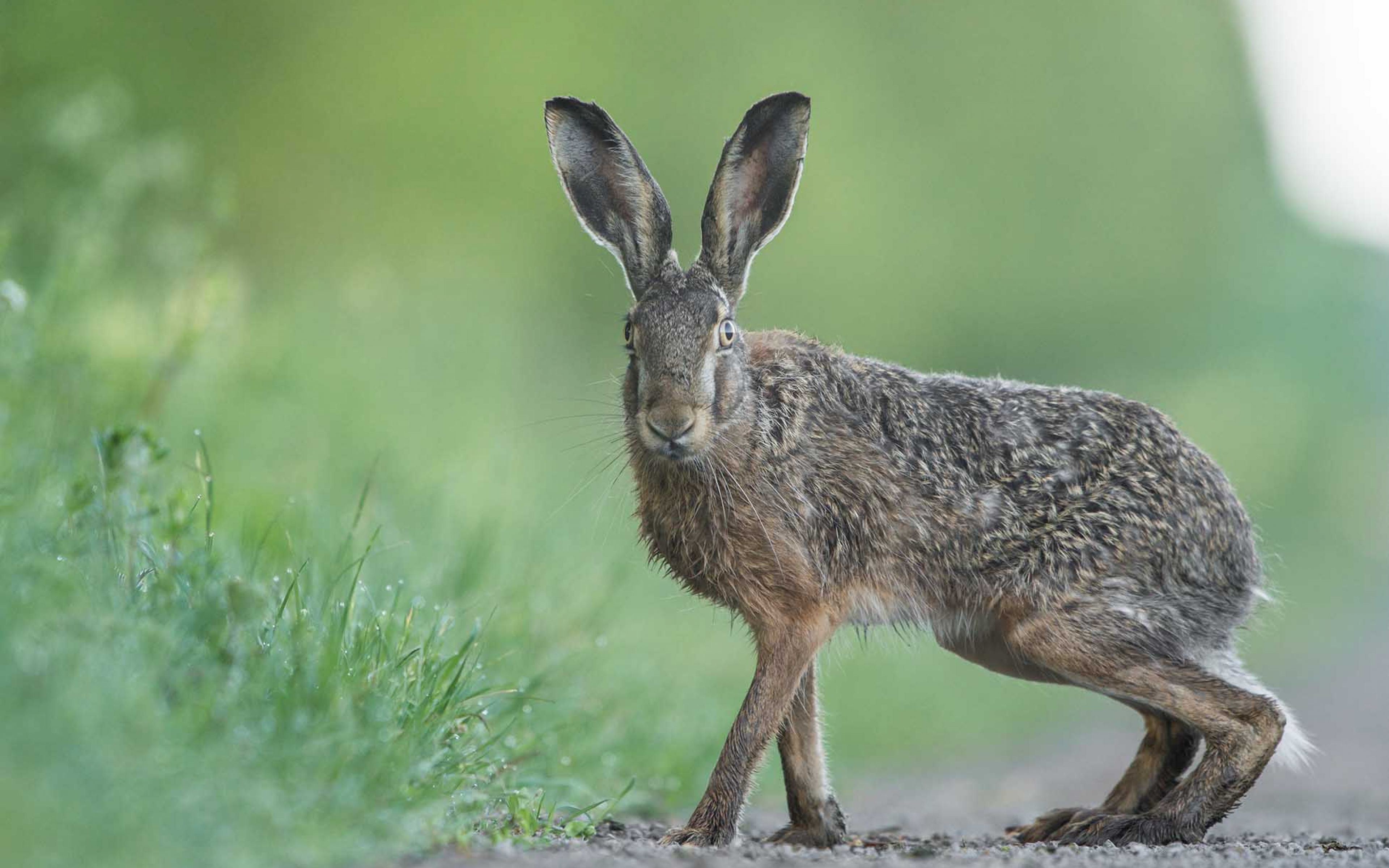 Deutsche Wildtier Stiftung | Rosige Zeiten für den Osterhasen