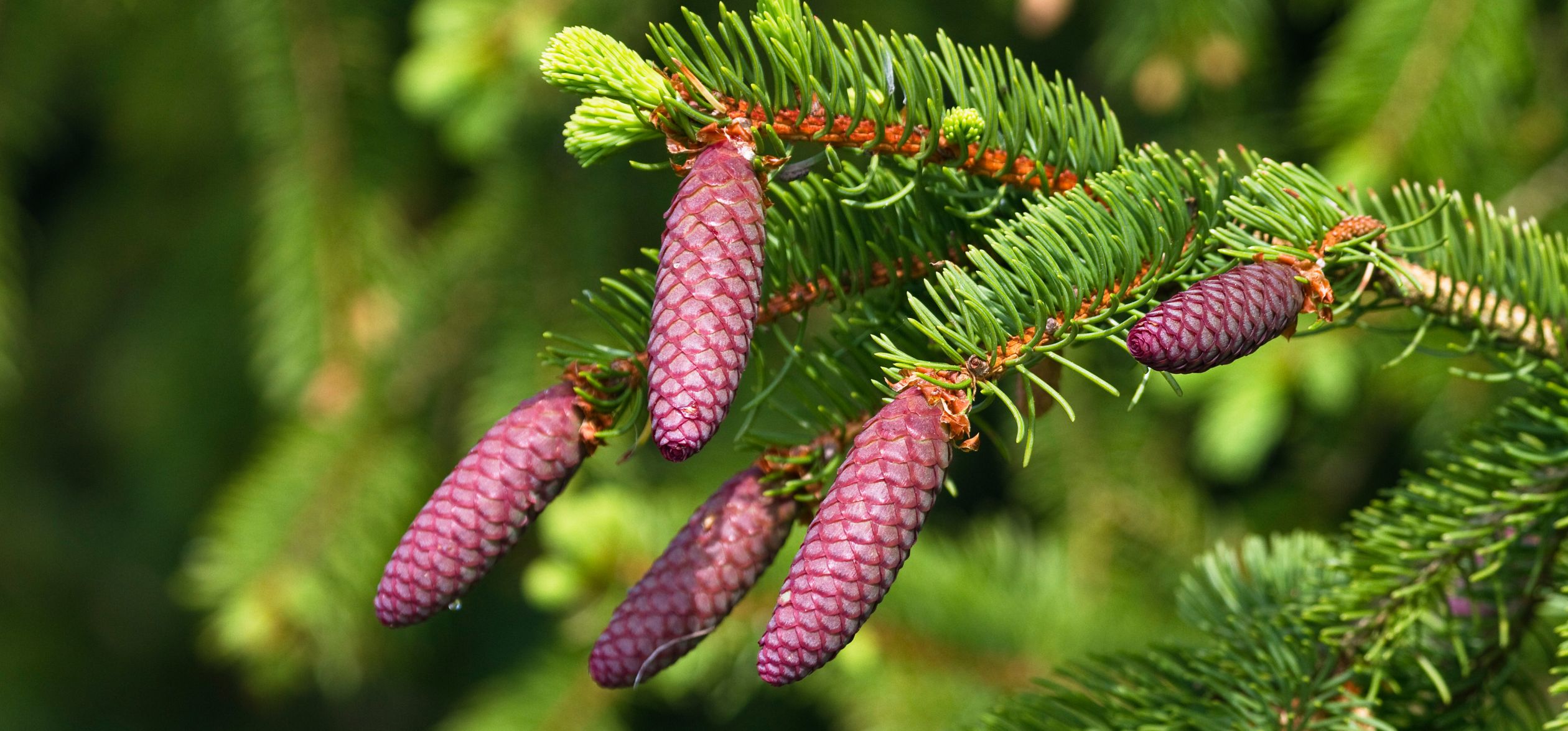 Baumarten in Deutschland | Deutsche Wildtier Stiftung