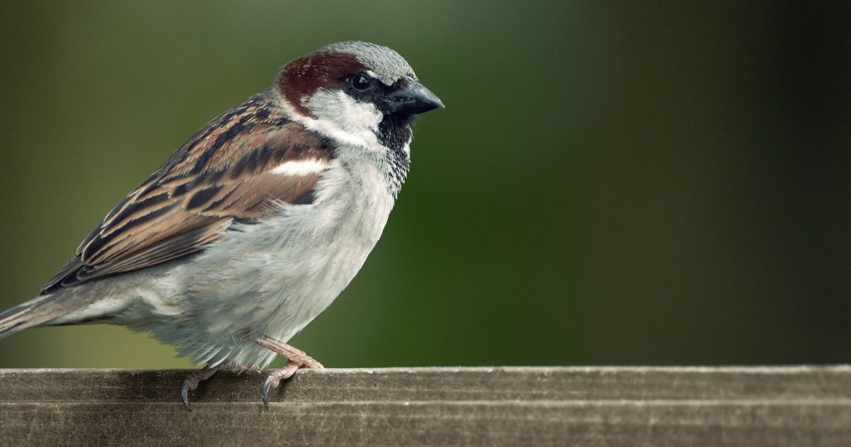 Kinder werden Spatzenretter | Deutsche Wildtier Stiftung