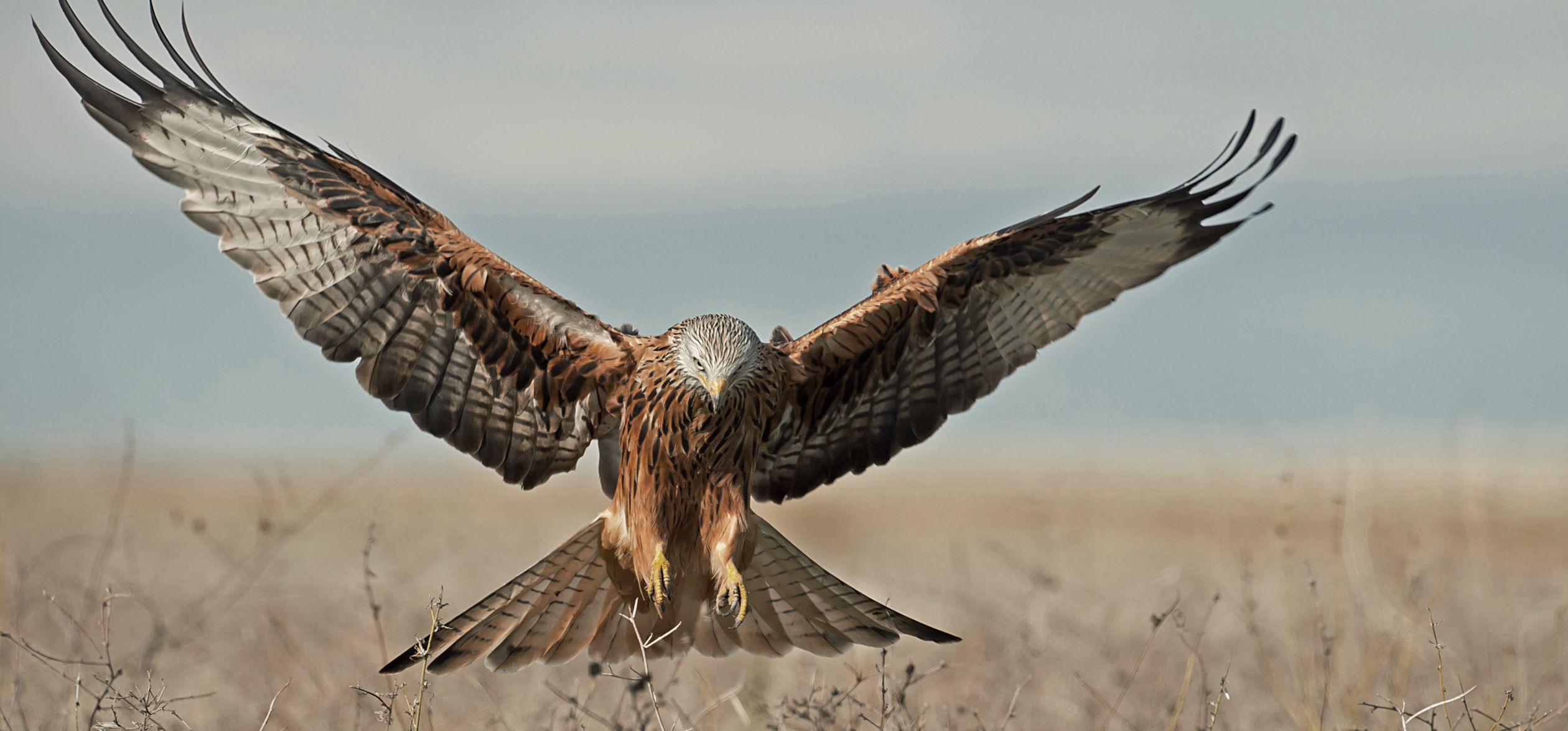 Rotmilan – Land zum Leben | Deutsche Wildtier Stiftung