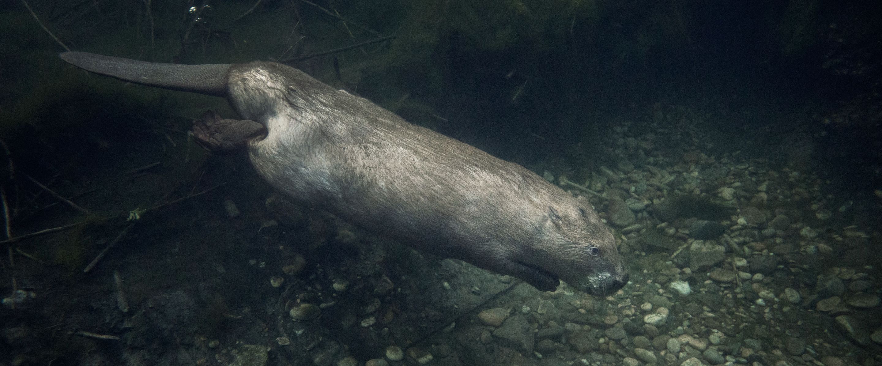 Biber-Steckbrief | Deutsche Wildtier Stiftung