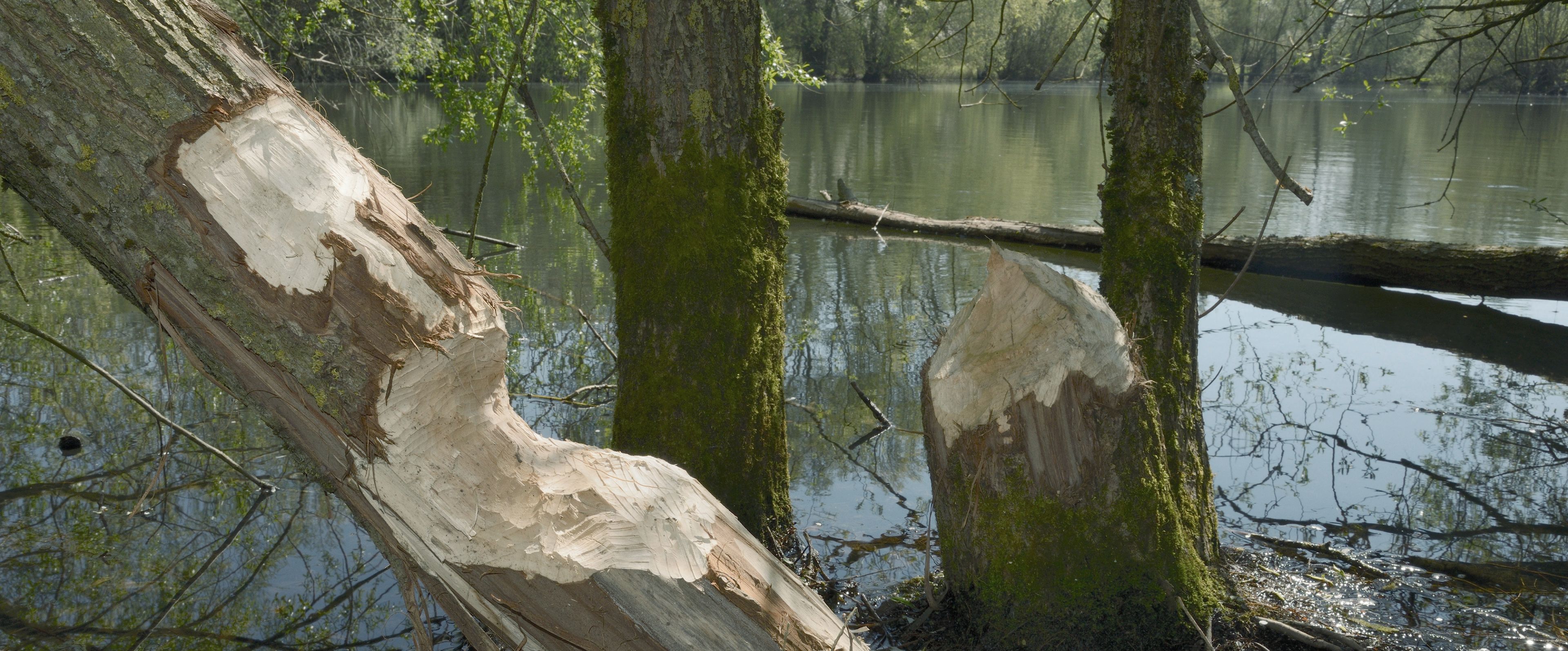 Biber-Steckbrief | Deutsche Wildtier Stiftung