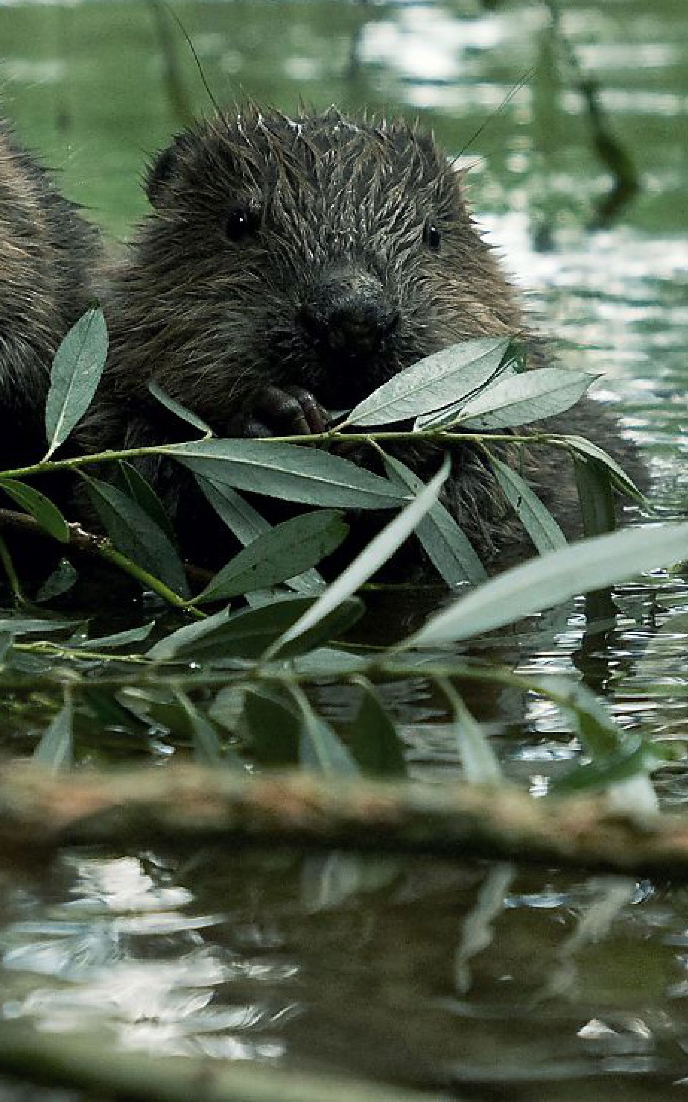 Biber-Steckbrief | Deutsche Wildtier Stiftung