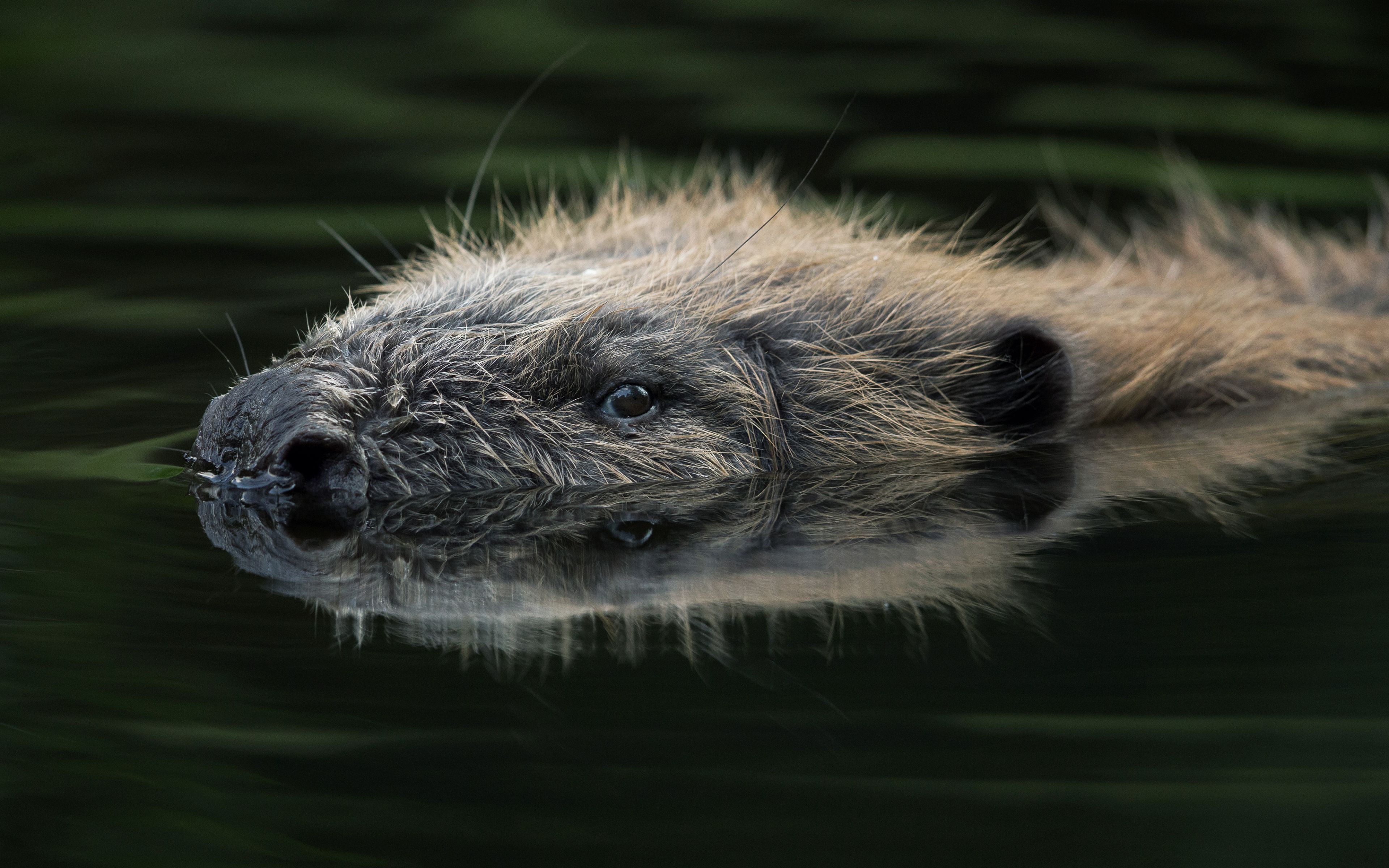 Biber-Steckbrief | Deutsche Wildtier Stiftung