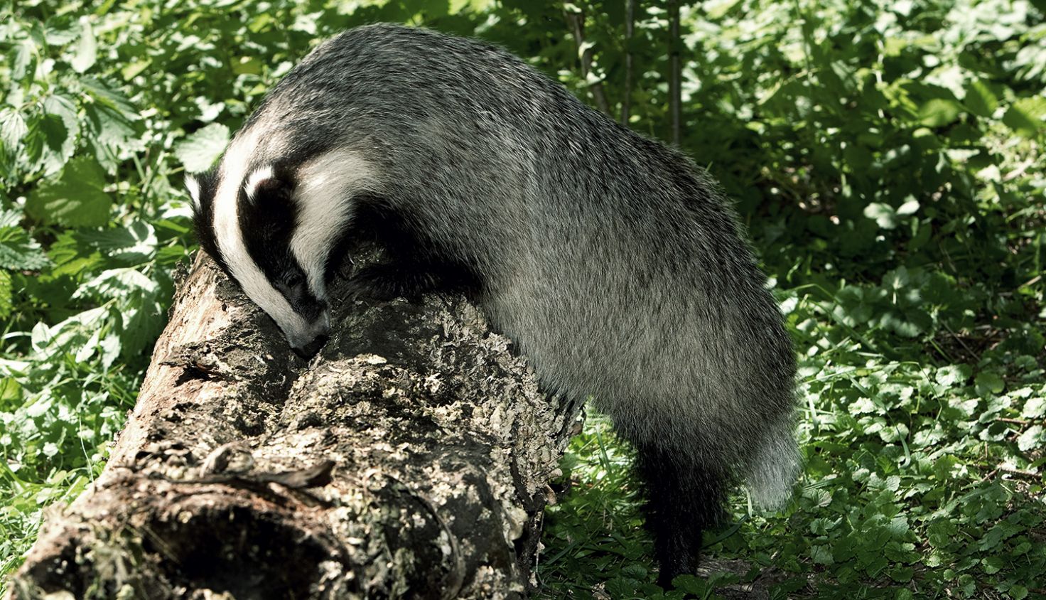 Dachs | Deutsche Wildtier Stiftung