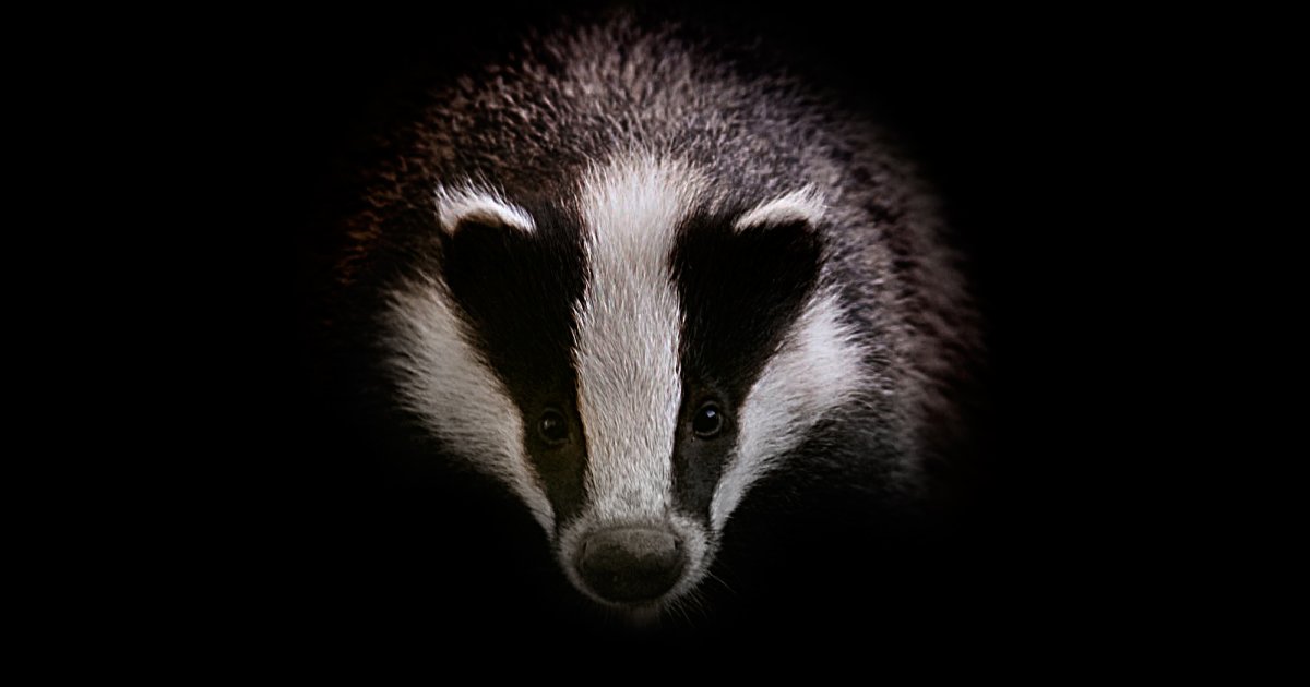 Dachs | Deutsche Wildtier Stiftung