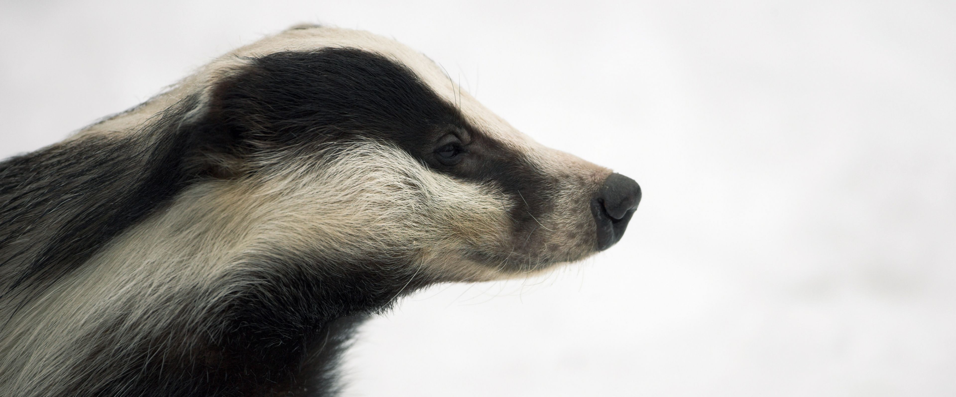 Dachs | Deutsche Wildtier Stiftung