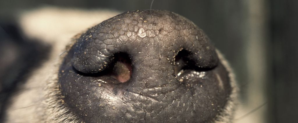 Dachs | Deutsche Wildtier Stiftung