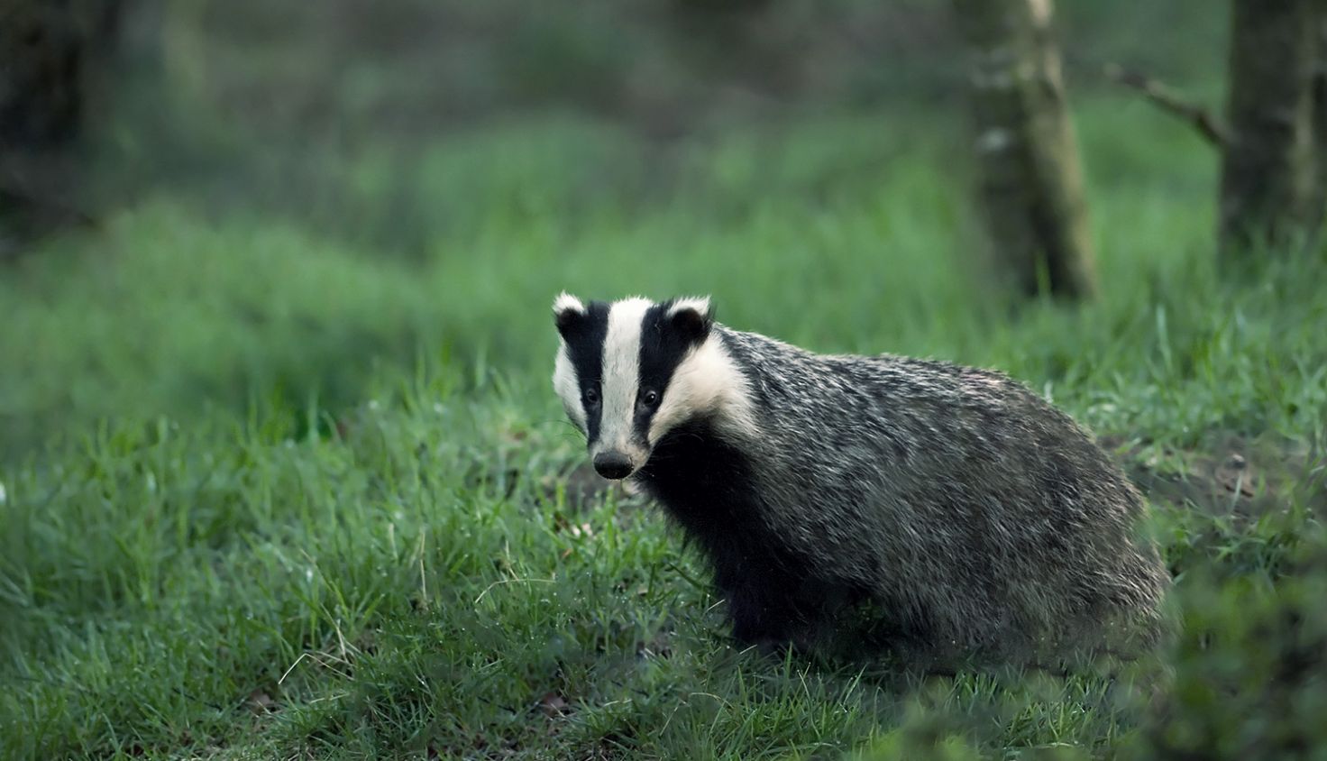 Dachs | Deutsche Wildtier Stiftung
