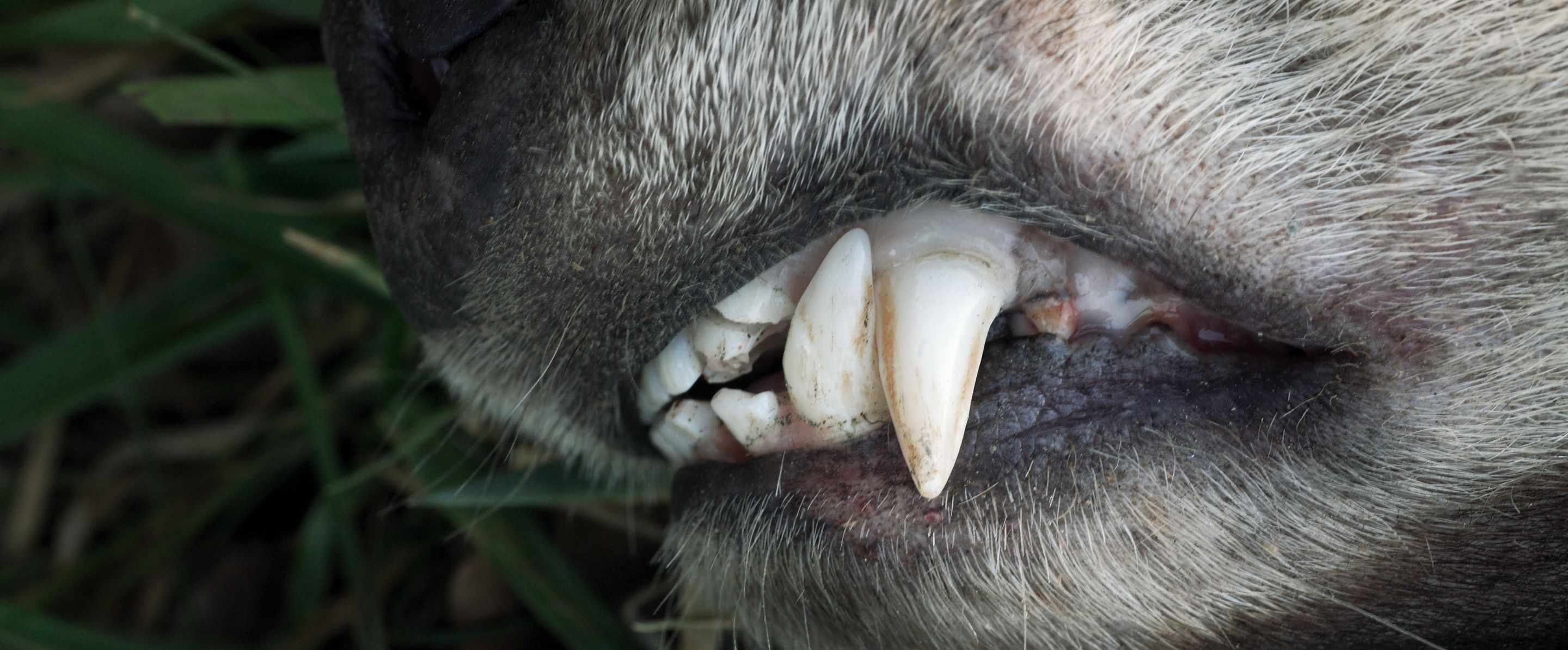 Dachs | Deutsche Wildtier Stiftung