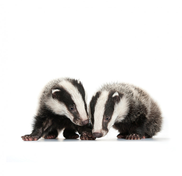 Dachs | Deutsche Wildtier Stiftung