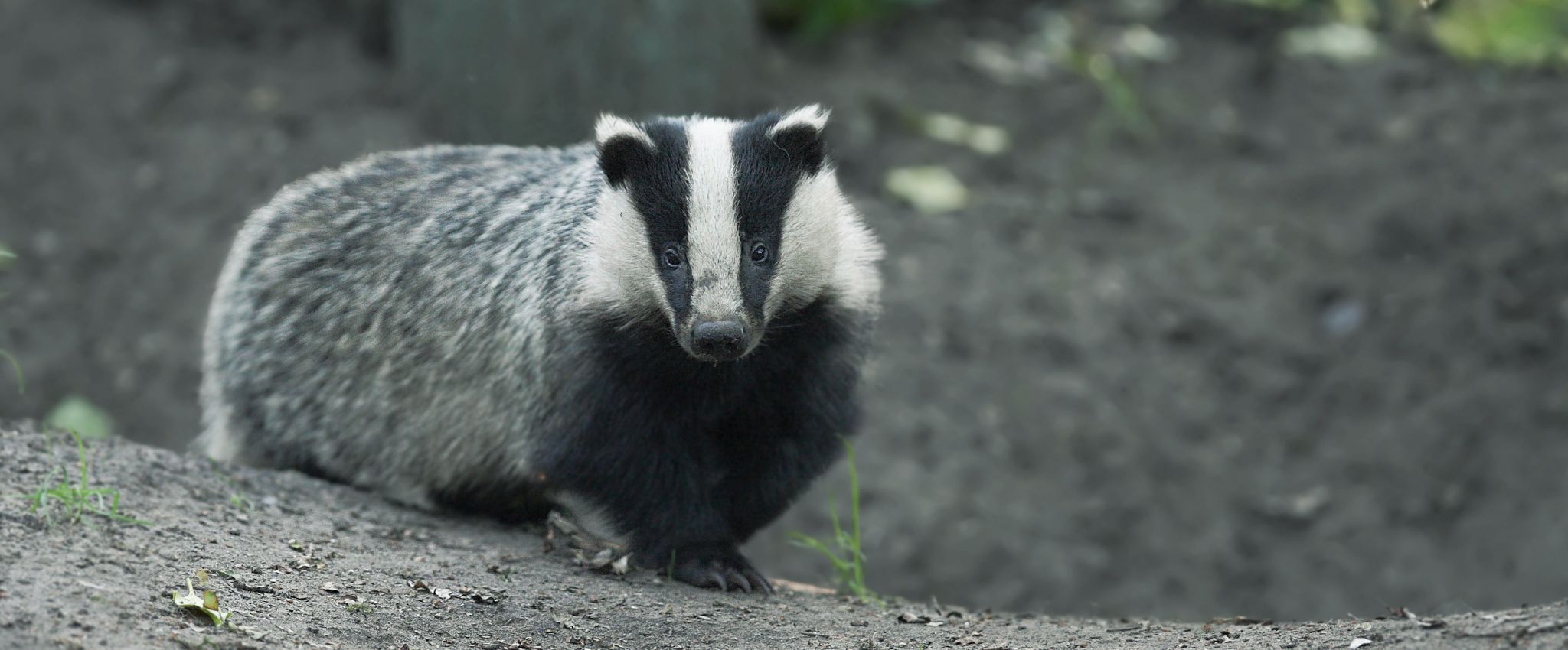 Dachs | Deutsche Wildtier Stiftung