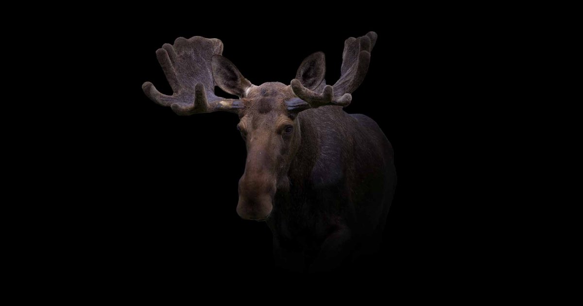 Elch | Deutsche Wildtier Stiftung