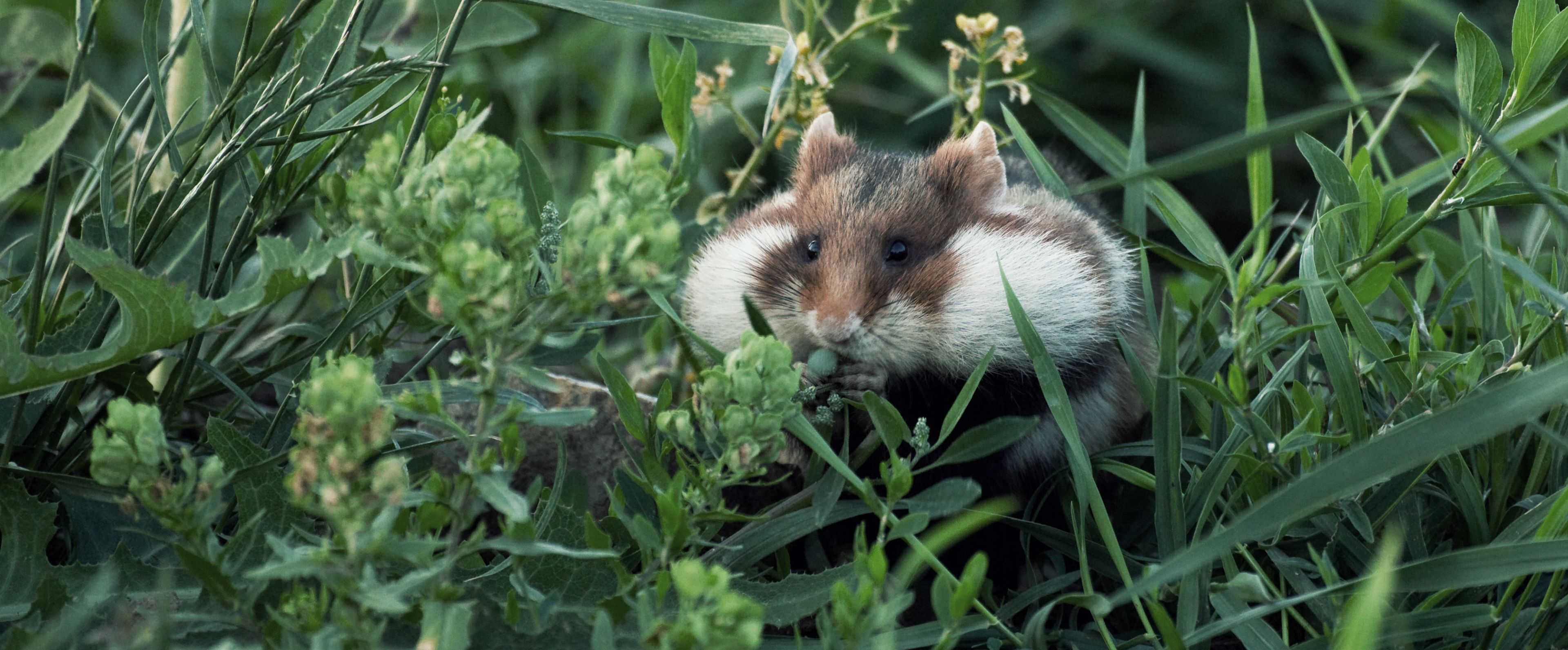 Feldhamster | Deutsche Wildtier Stiftung