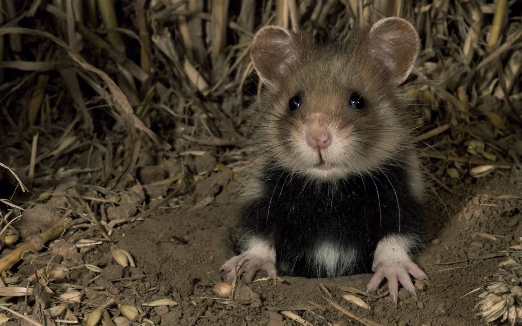 Feldhamster | Deutsche Wildtier Stiftung