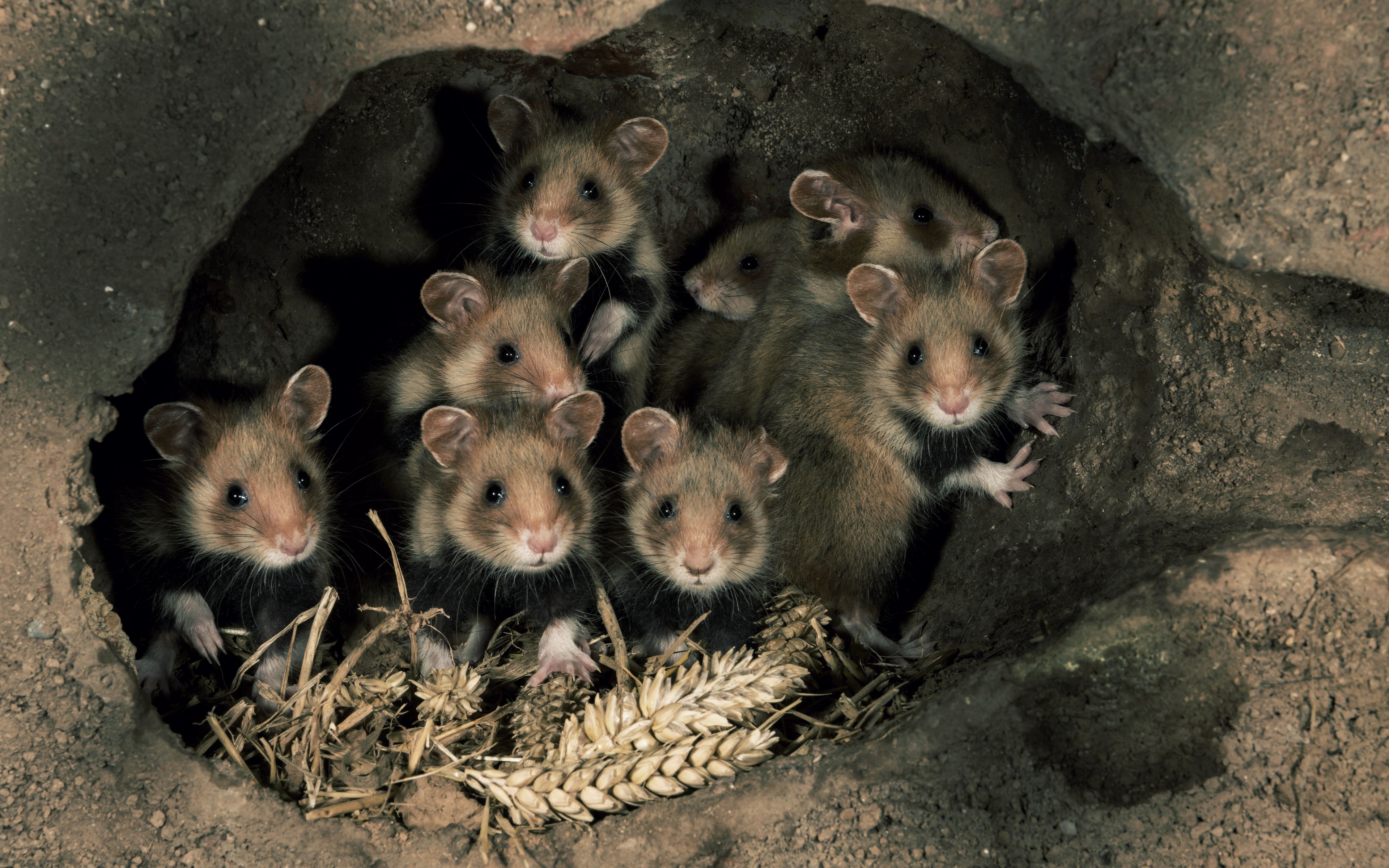 Feldhamster | Deutsche Wildtier Stiftung