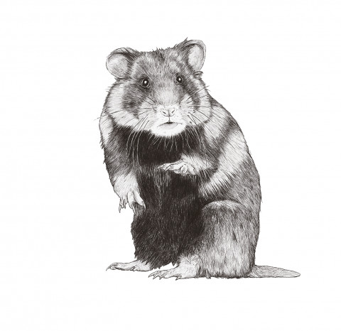 Feldhamster | Deutsche Wildtier Stiftung