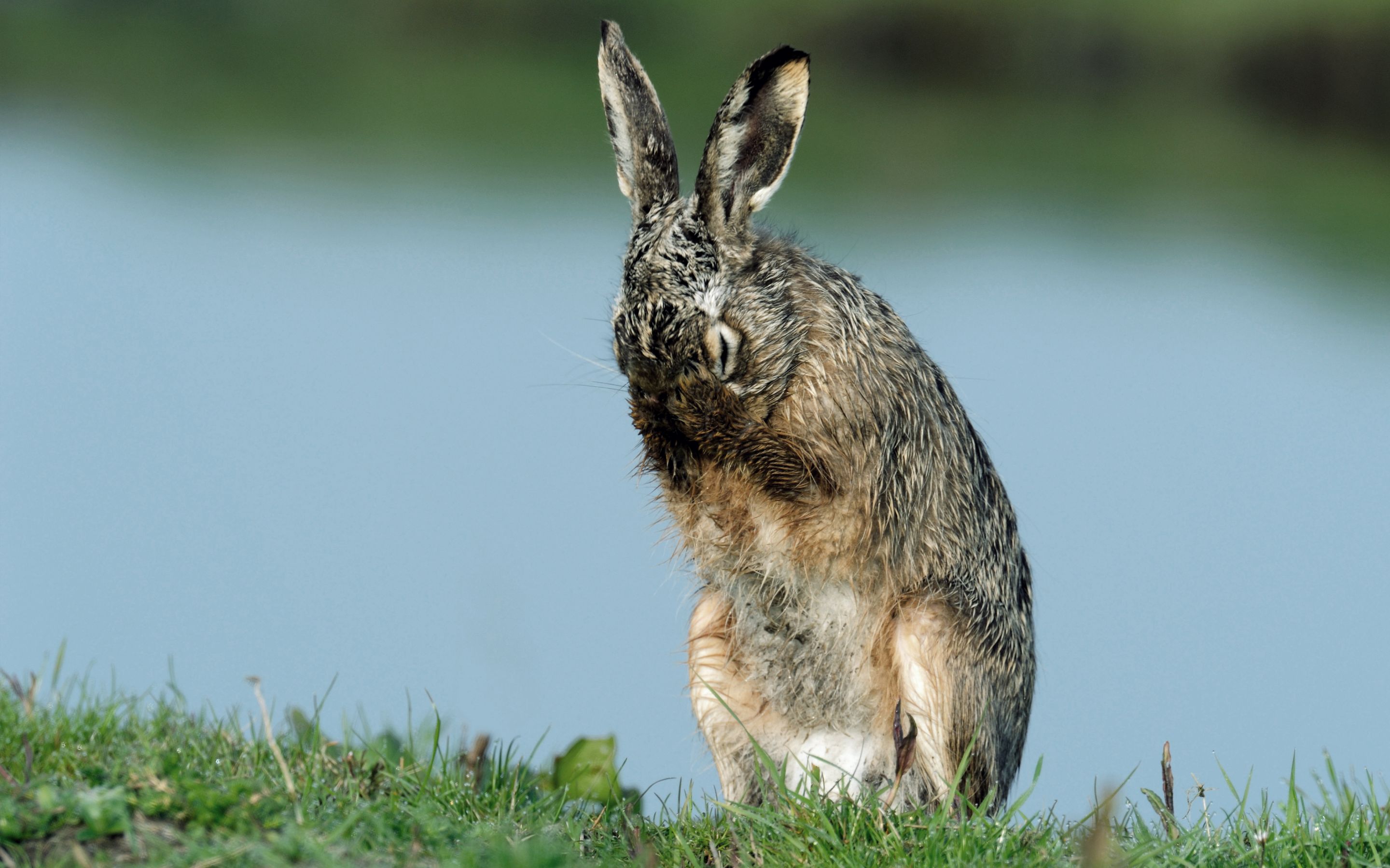 Steckbrief Feldhase | Deutsche Wildtier Stiftung
