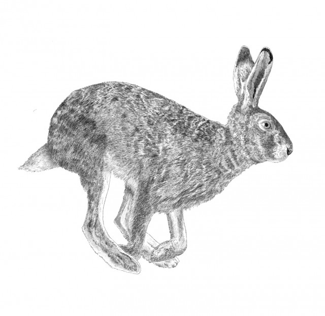 Steckbrief Feldhase | Deutsche Wildtier Stiftung