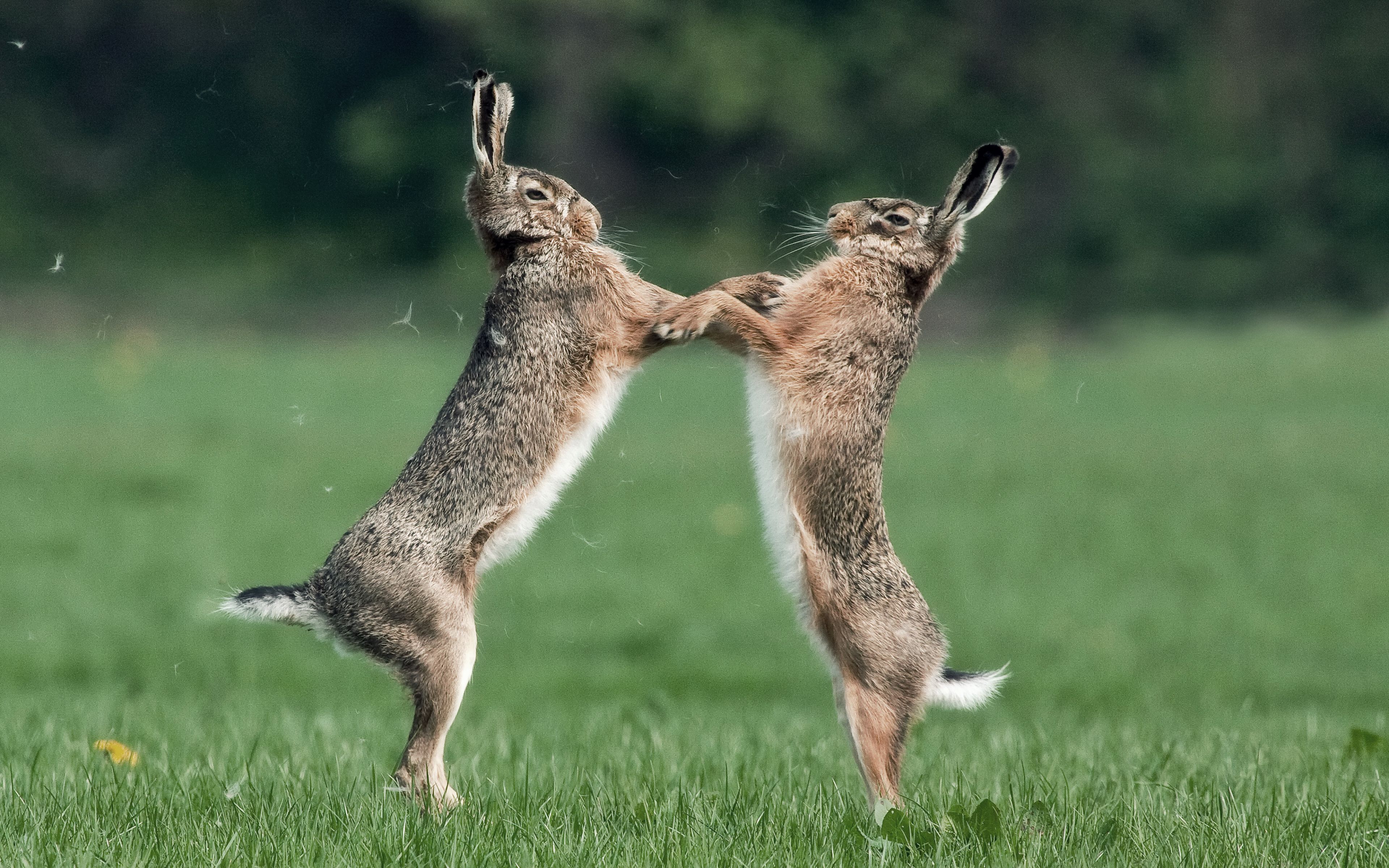 Steckbrief Feldhase | Deutsche Wildtier Stiftung